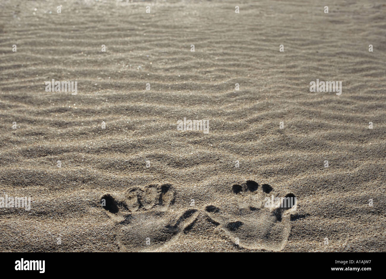 Handprints in the sand Stock Photo - Alamy