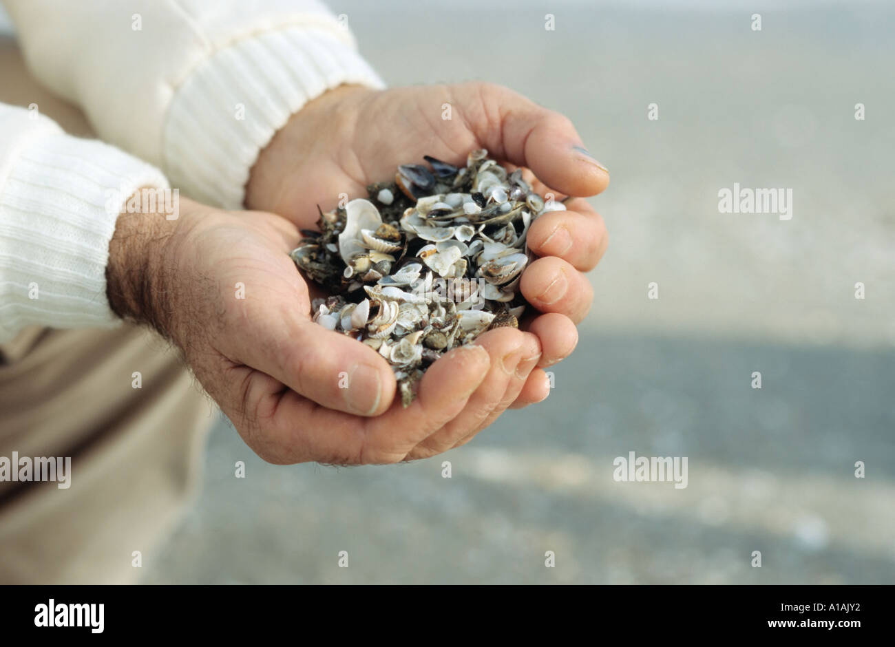 Handing holding shells hi-res stock photography and images - Alamy