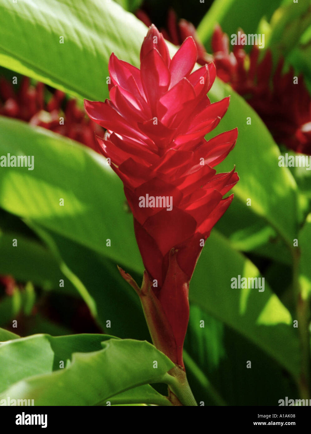 Red native flower growing in Barbados West Indies Stock Photo - Alamy