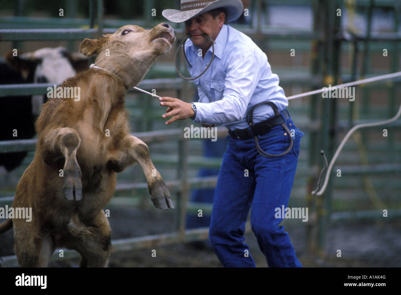 USA California Oakdale Cowboy competes in Calf Roping event at annual ...