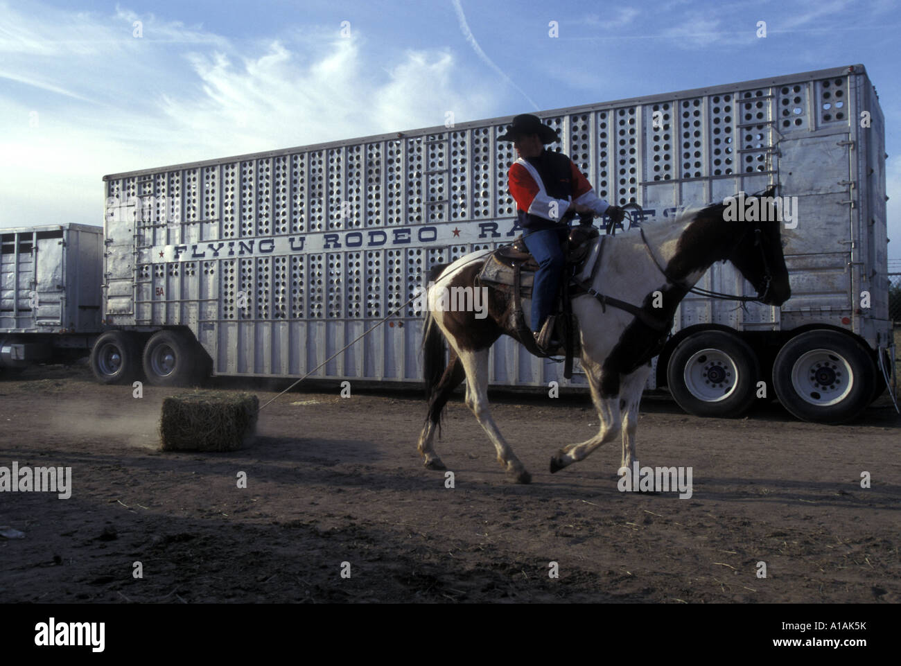 USA California Oakdale Cowboy drags bales of hay for rough stock after ...