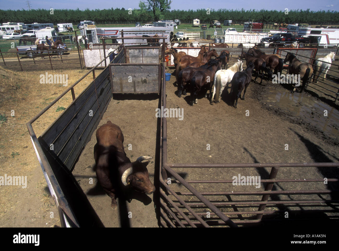 USA California Oakdale Bull riding rough stock in livestock chutes ...
