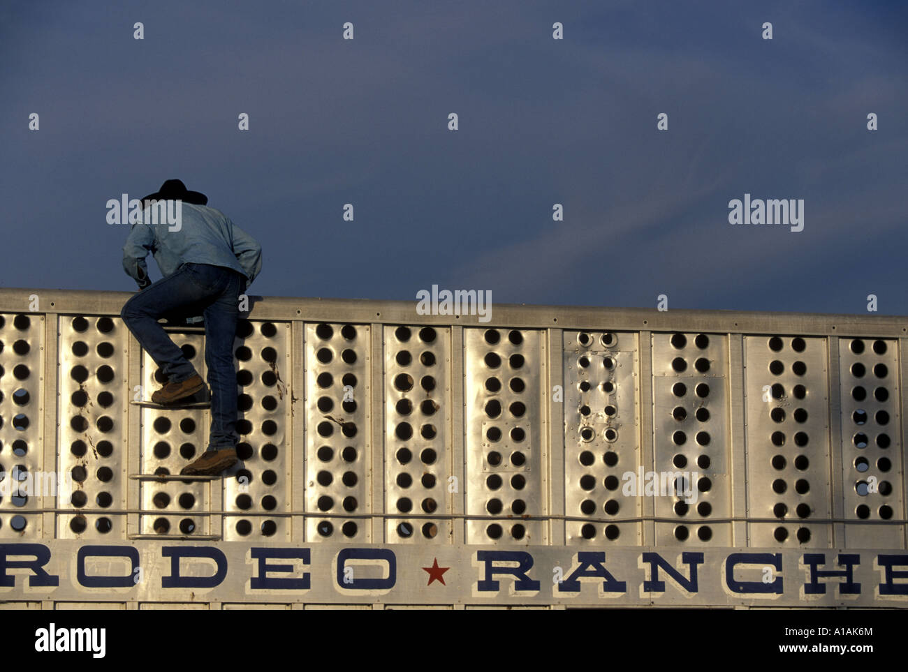 USA California Oakdale Rodeo cowboy climbs to top of rough stock truck ...