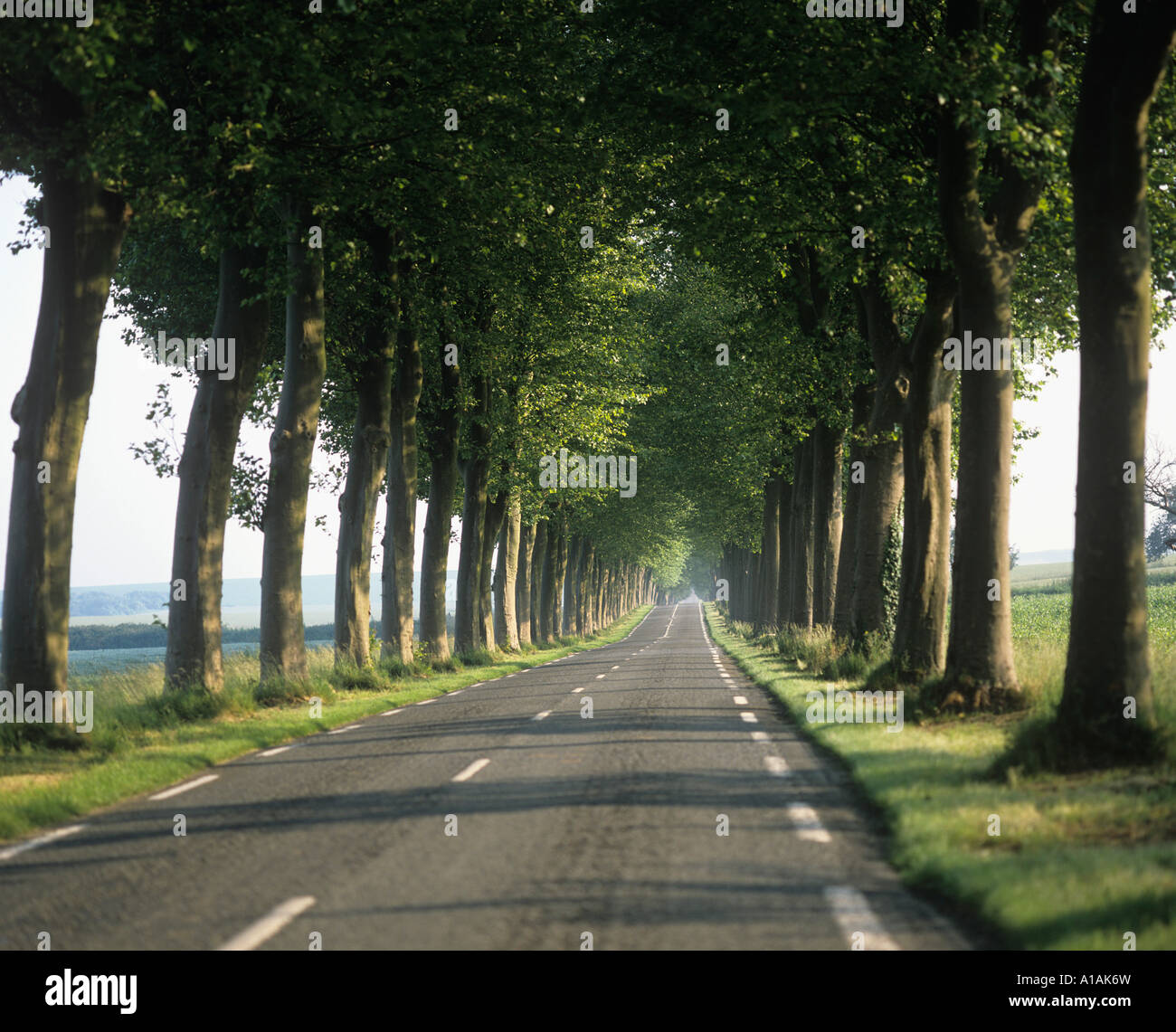 French tree lined avenue hi-res stock photography and images - Alamy