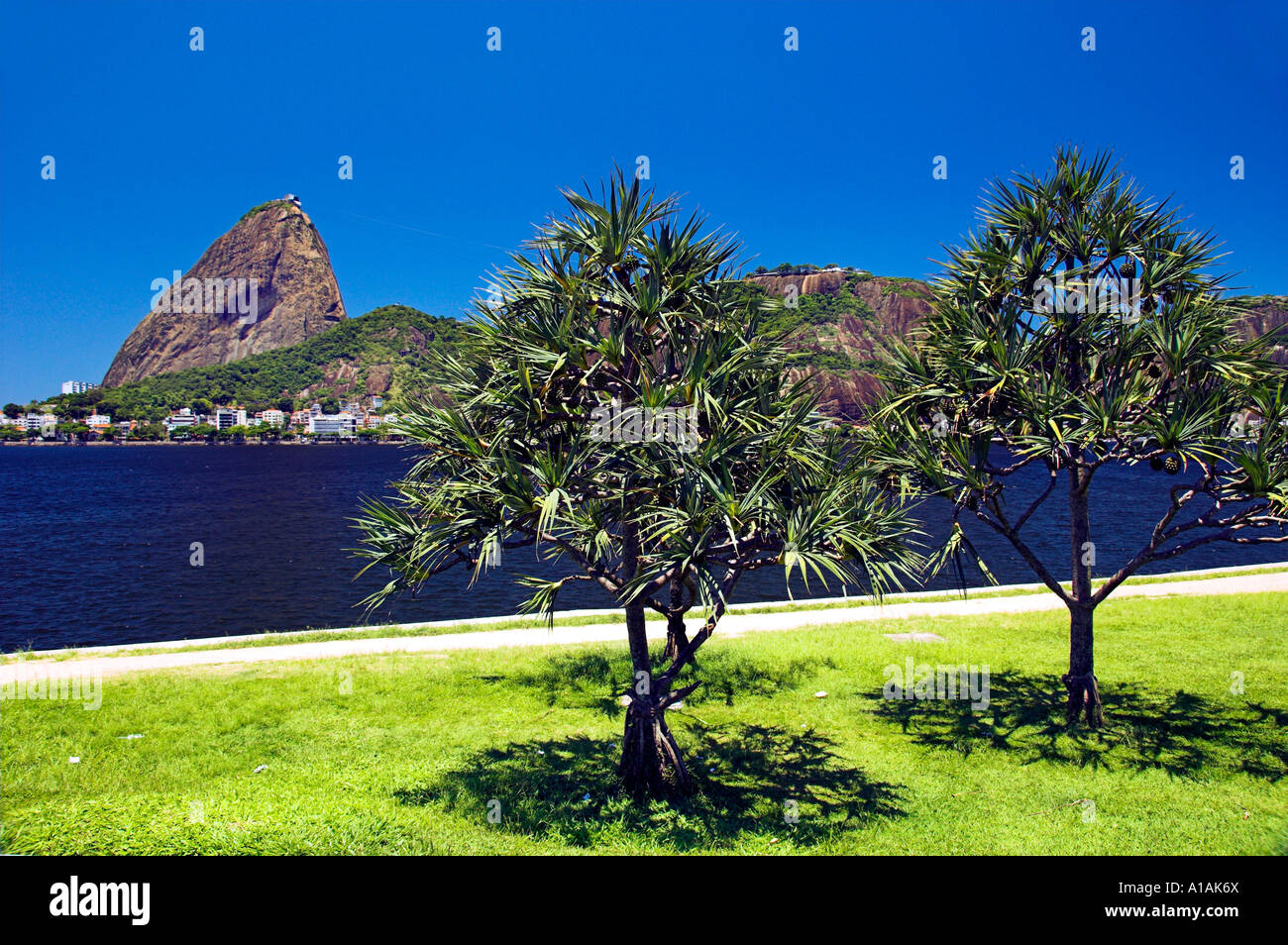 Sugarloaf Mountain and tropical trees in Rio De Janeiro, Brazil Stock ...