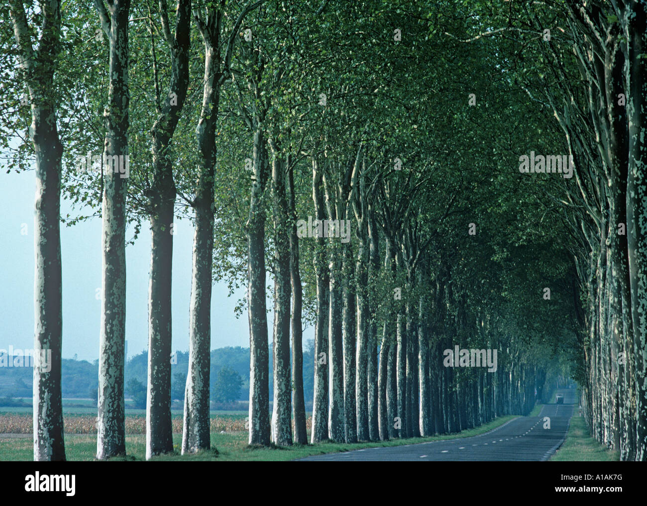Many French roads and highways have mature plantings of trees along one ...