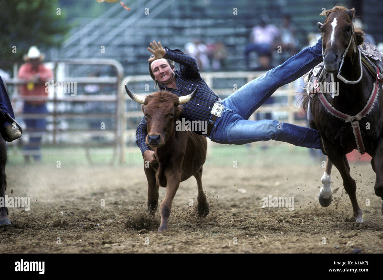 USA Maryland Upper Marlboro Rodeo cowboy grabs calfs horns during calf ...