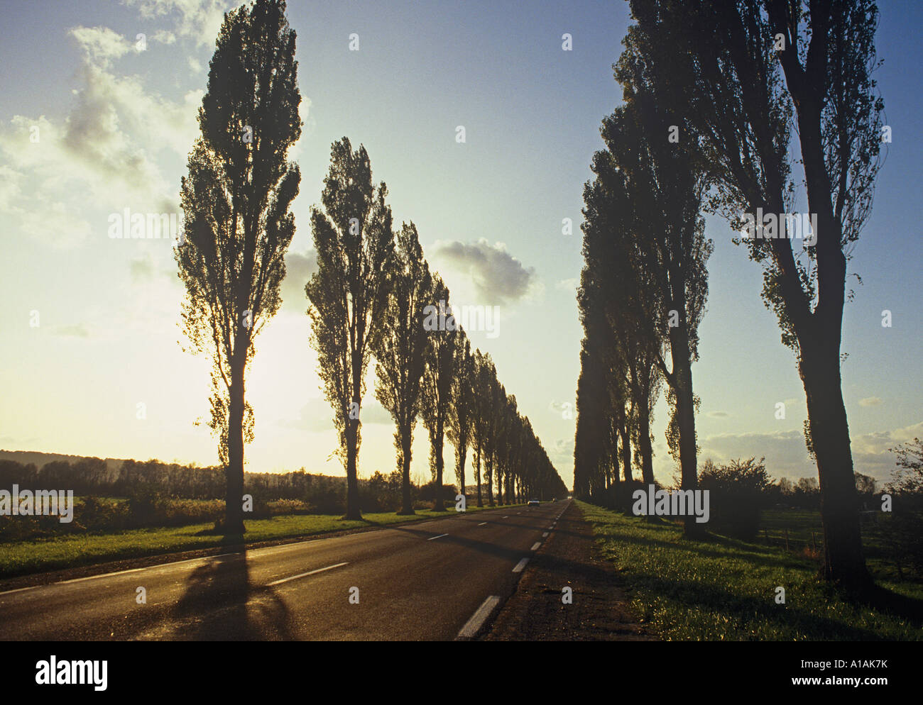 Many French roads and highways have mature plantings of trees along one ...