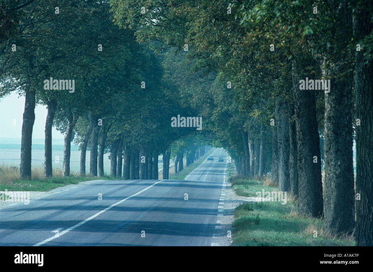Many French roads and highways have mature plantings of trees along one ...