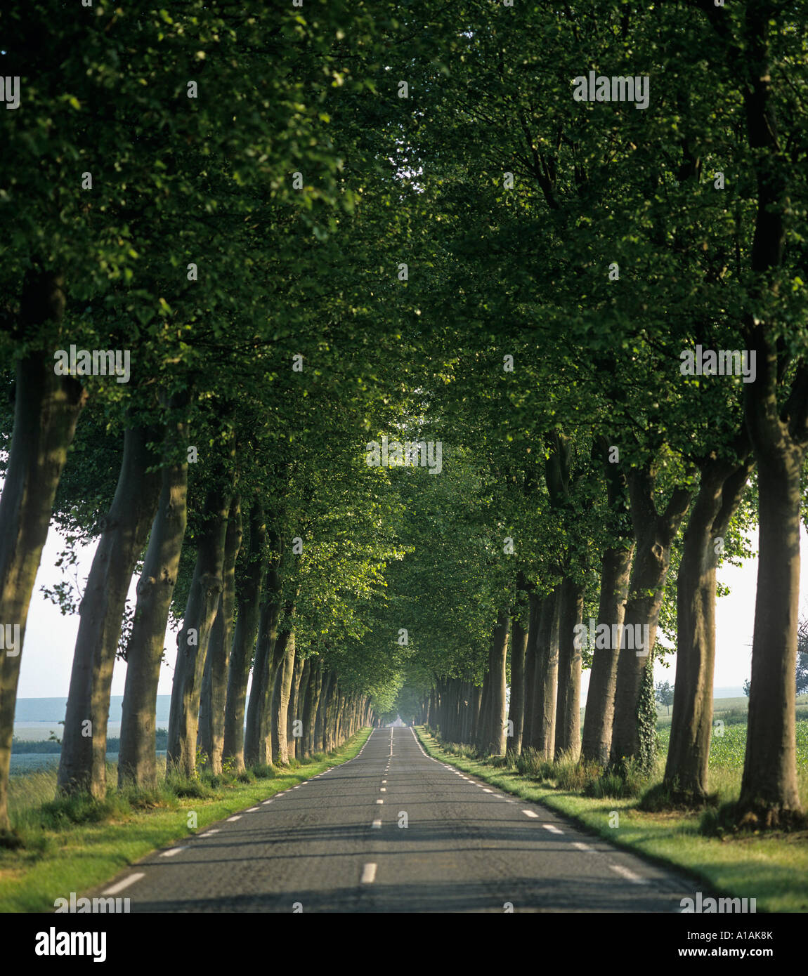 Many French roads and highways have mature plantings of trees along one ...
