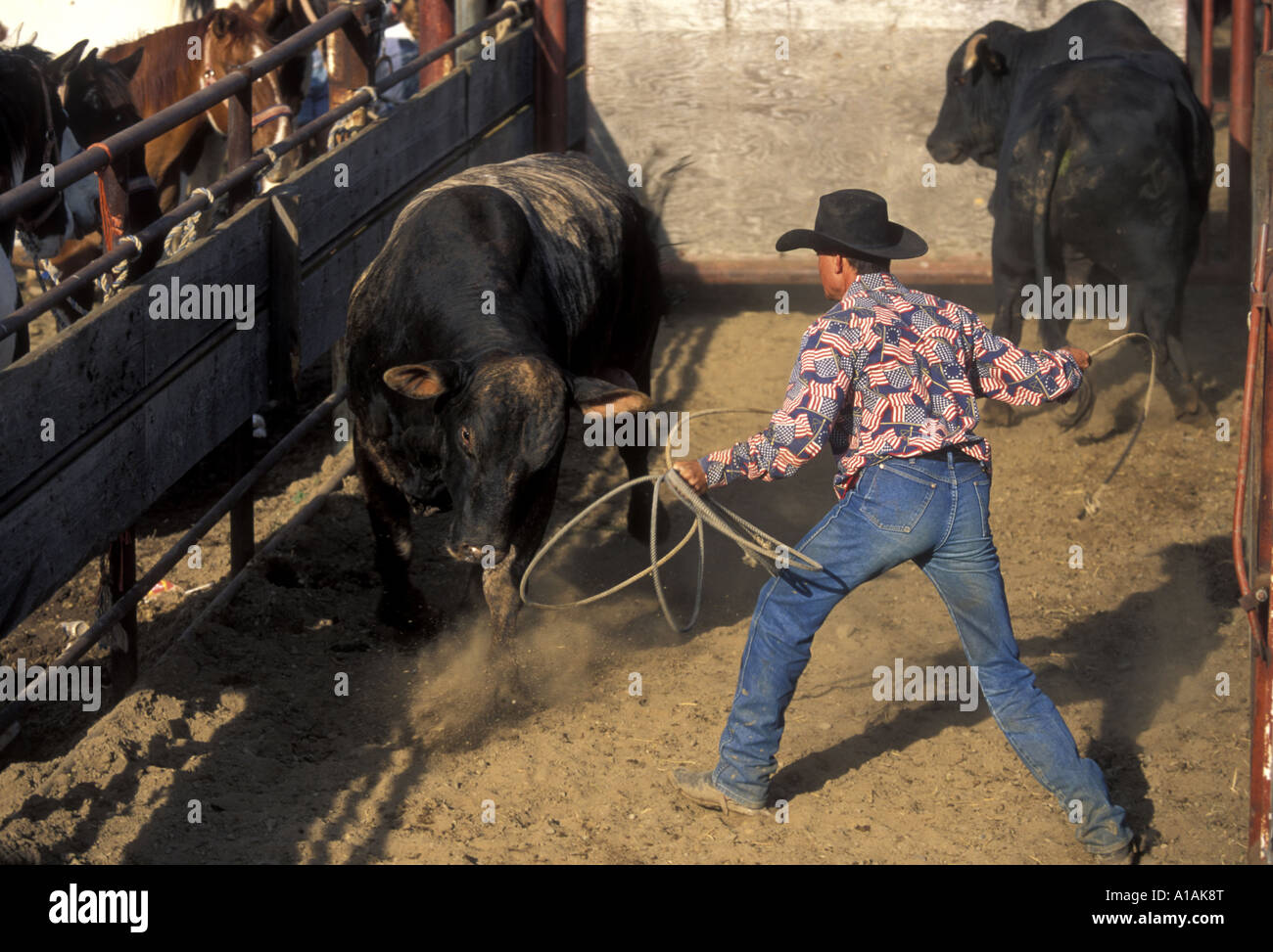 USA California MR Cowboy Ryan Kiely works in livestock chute rounding ...