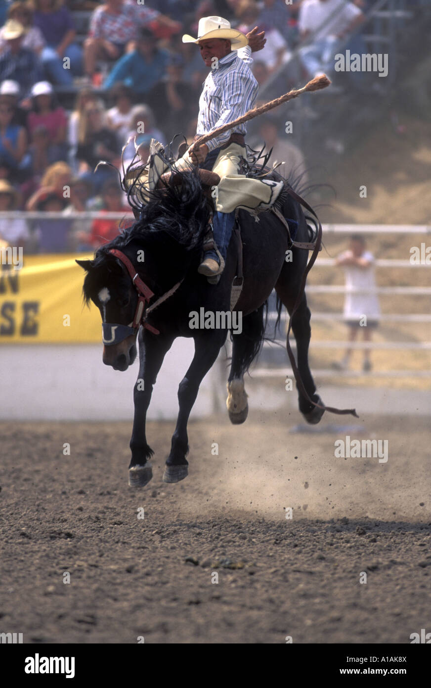 USA California Oakdale Cowboy rides in Saddle Bronc Riding event at ...
