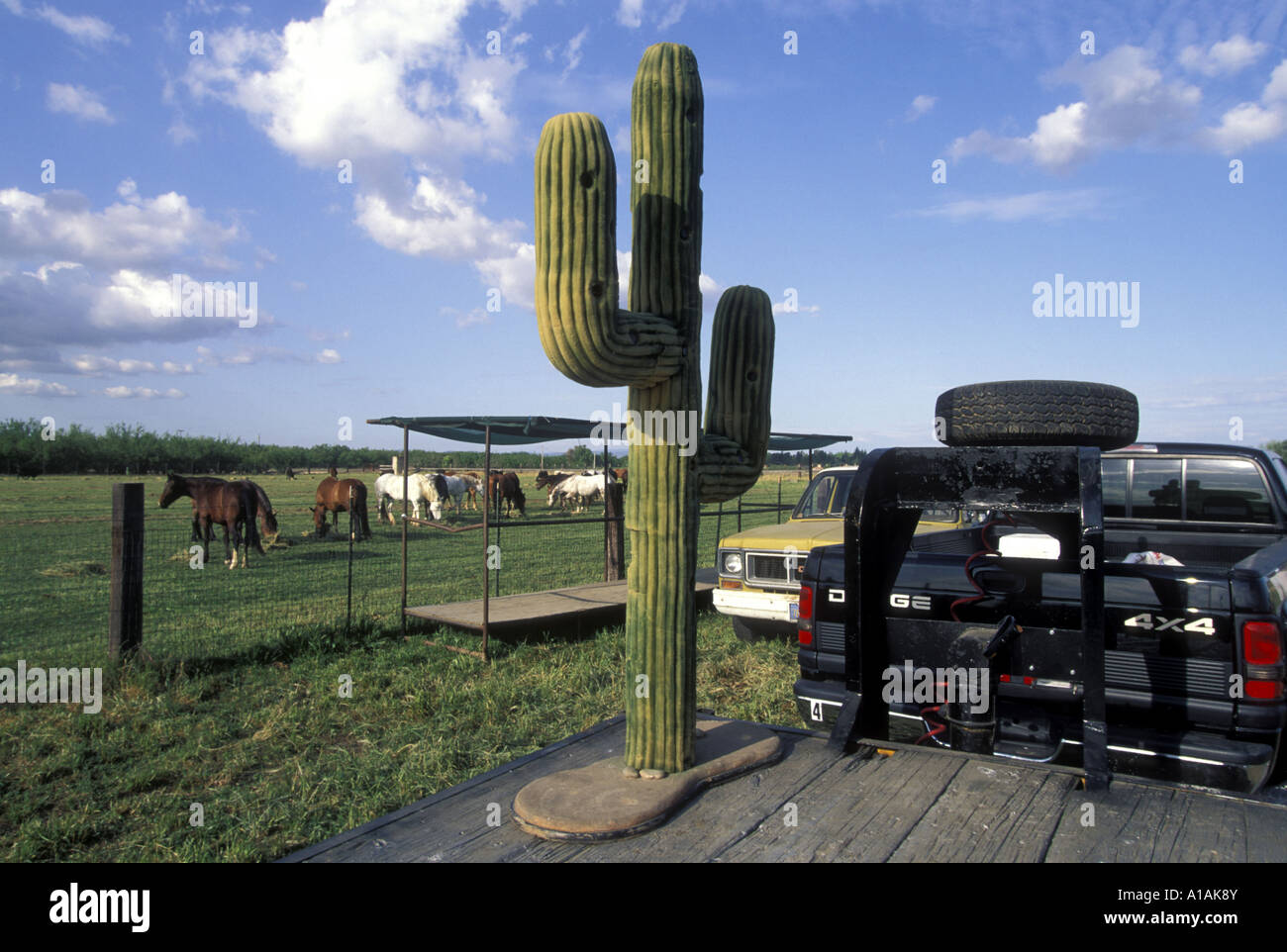 USA California Oakdale Prop cactus on trailer during Oakdale Saddle ...