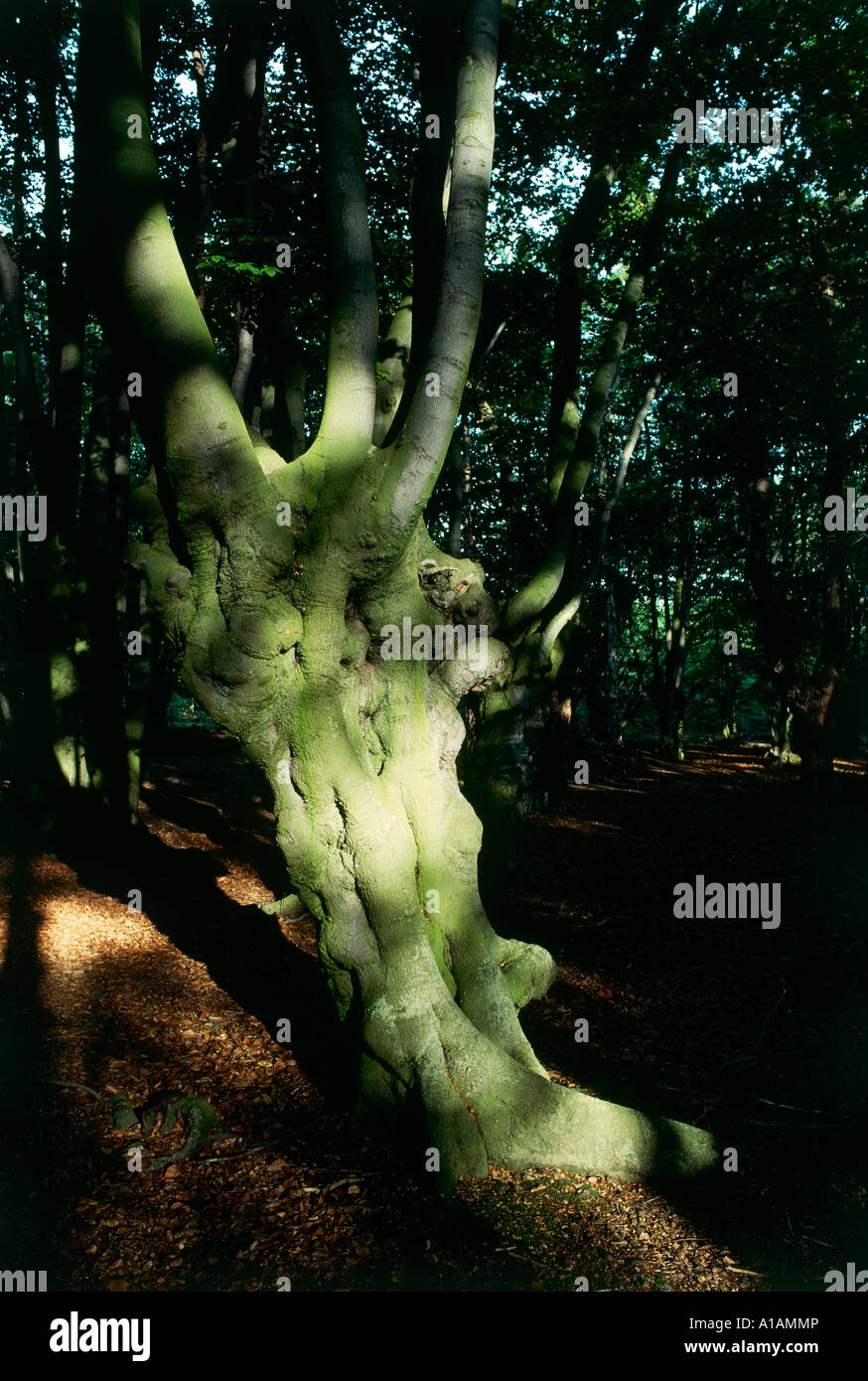 Pollard epping forest hi-res stock photography and images - Alamy