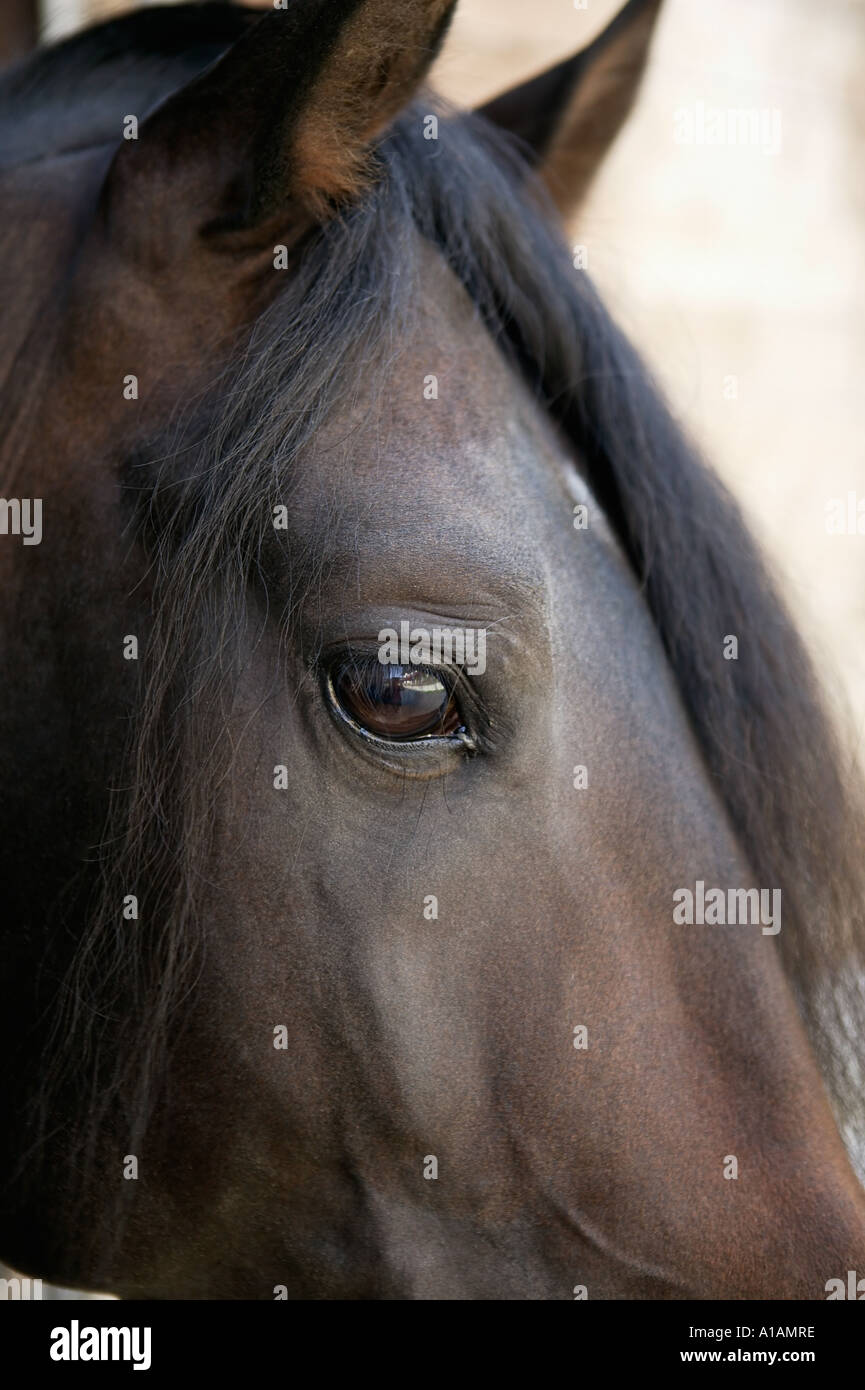 Horses head close up hi-res stock photography and images - Alamy