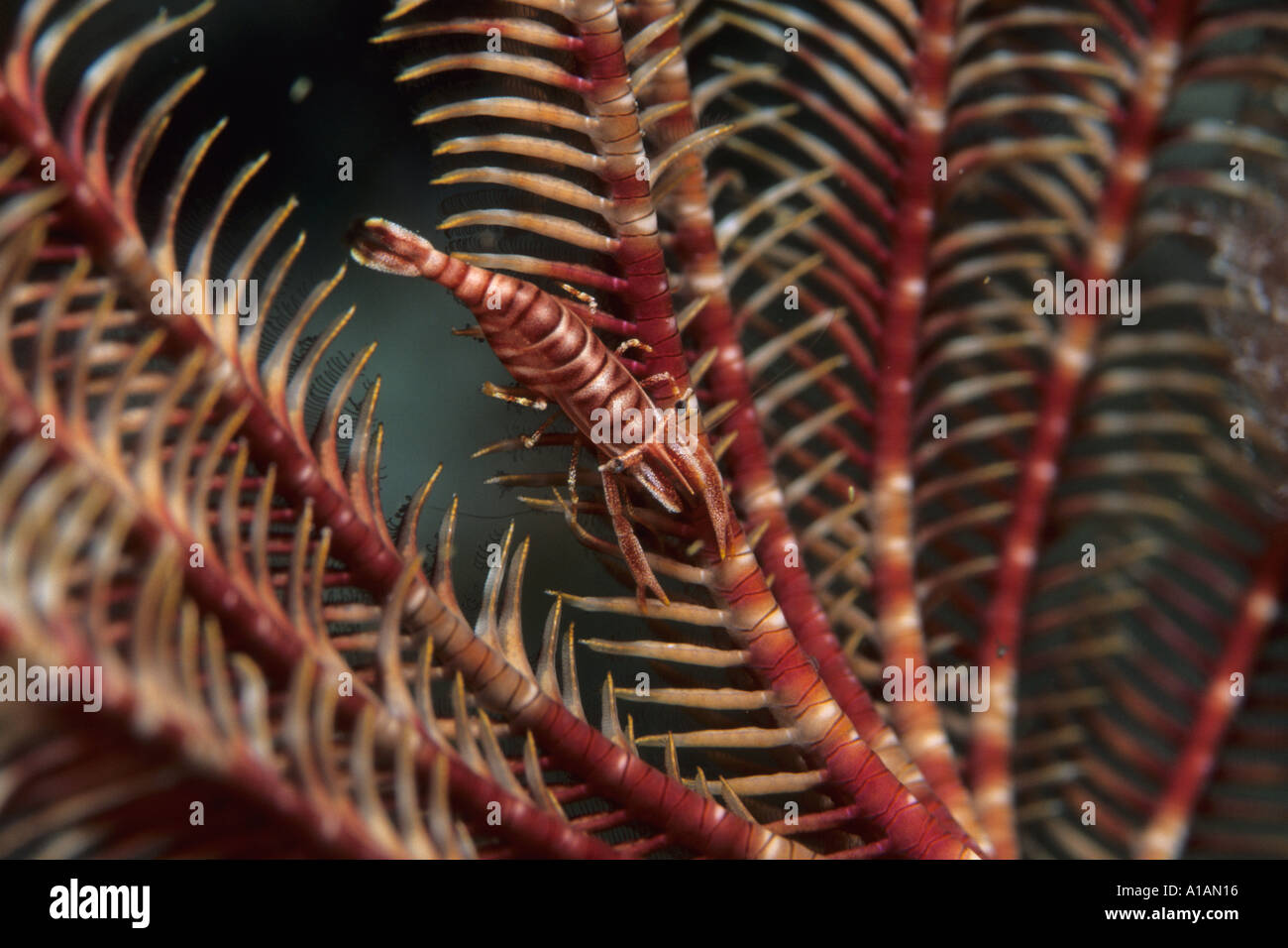 Crinoid shrimp Periclimenes amboinensis in Palau Micronesia Pacific ...