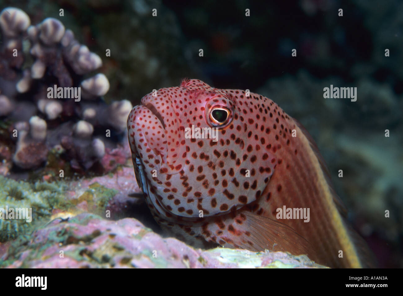 Freckled hawkfish Paracirrhites forsteri in Palau Micronesia Pacific ...