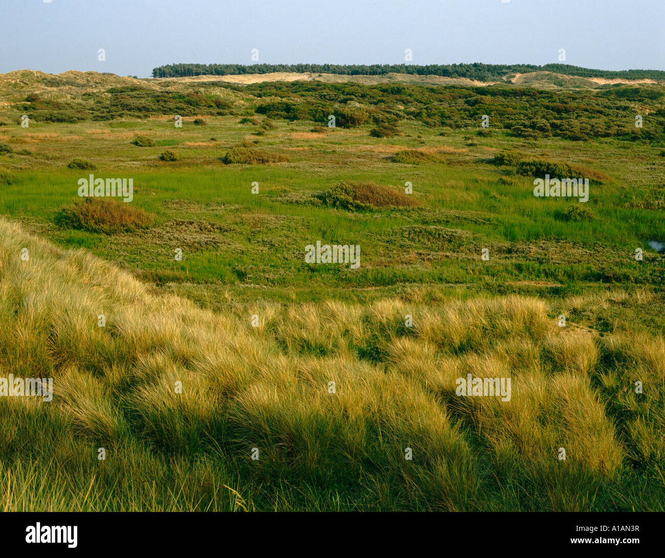Fixed dunes and dune slack Stock Photo - Alamy