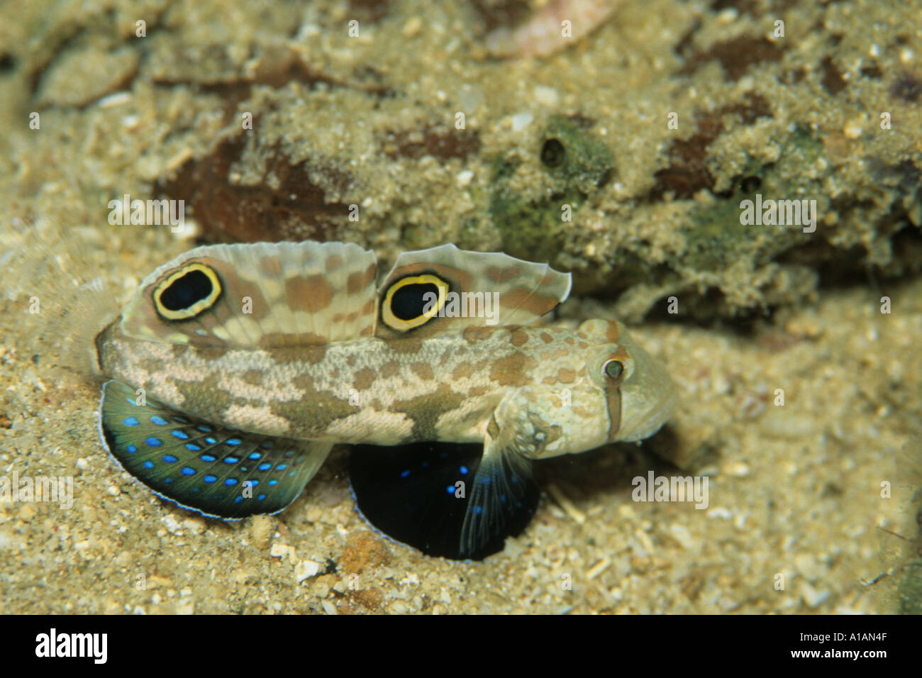 Twinspot Goby Signigobius biocellatus in Kimbe Bay New Britian Papua ...