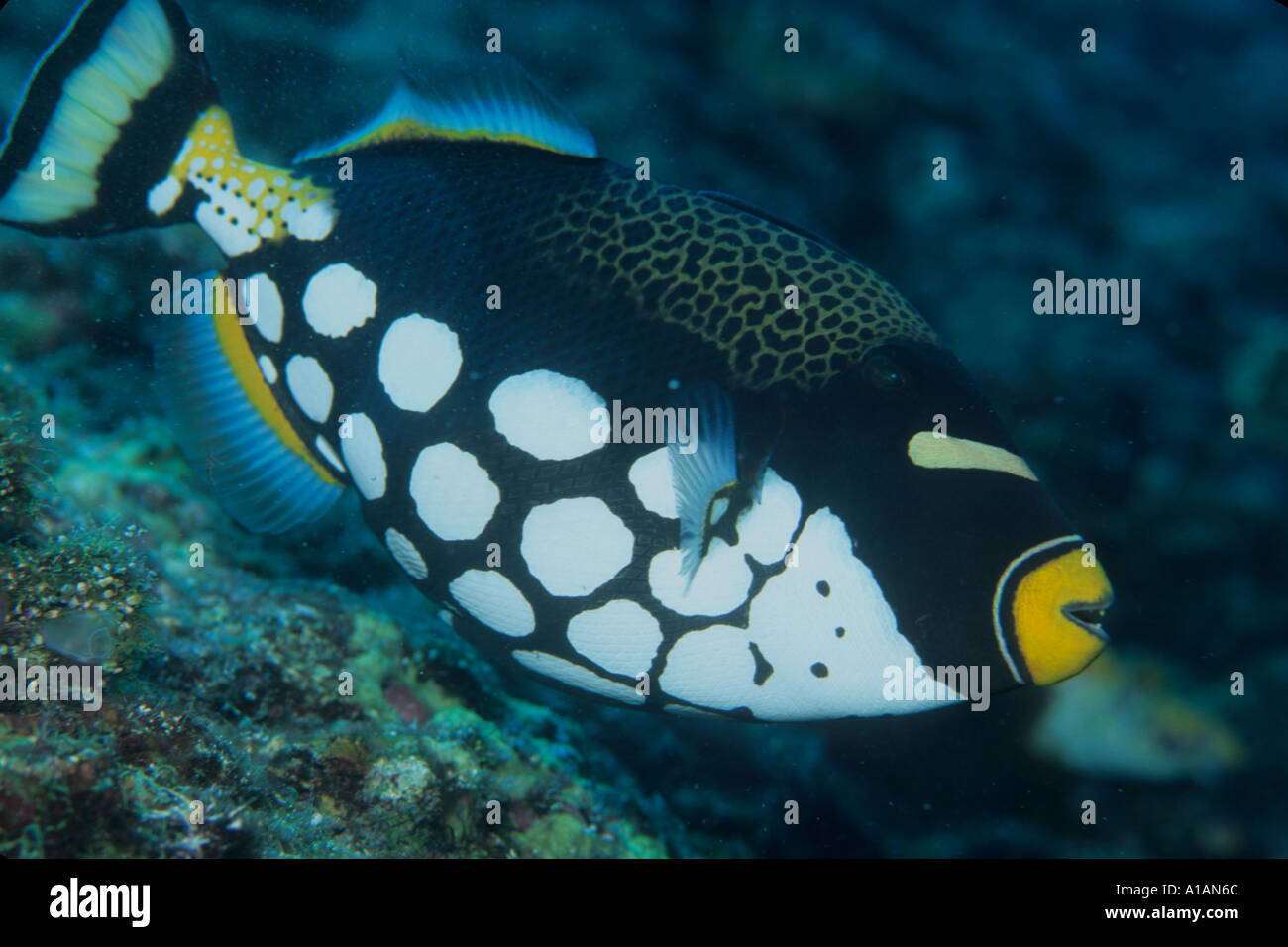 Clown triggerfish Ballistoides conspicillum in Kimbe Bay New Britian ...