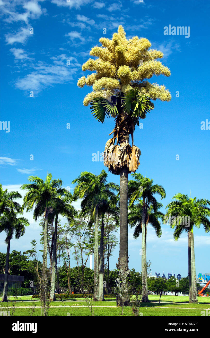 Talipot palm corypha umbraculifera hi-res stock photography and images ...