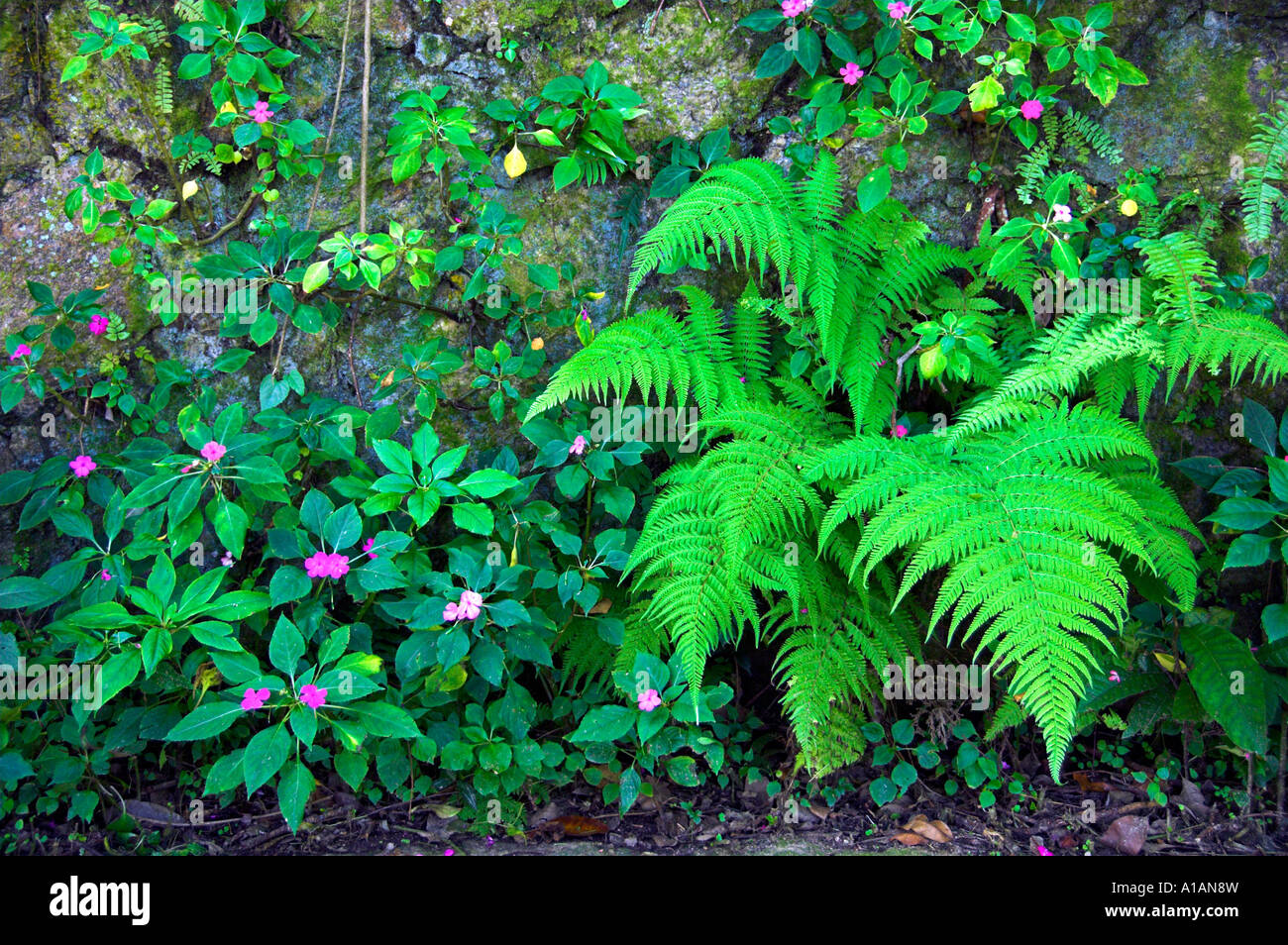 Tropical foliage of ferns and flowers in Catacumba Park in Rio De ...