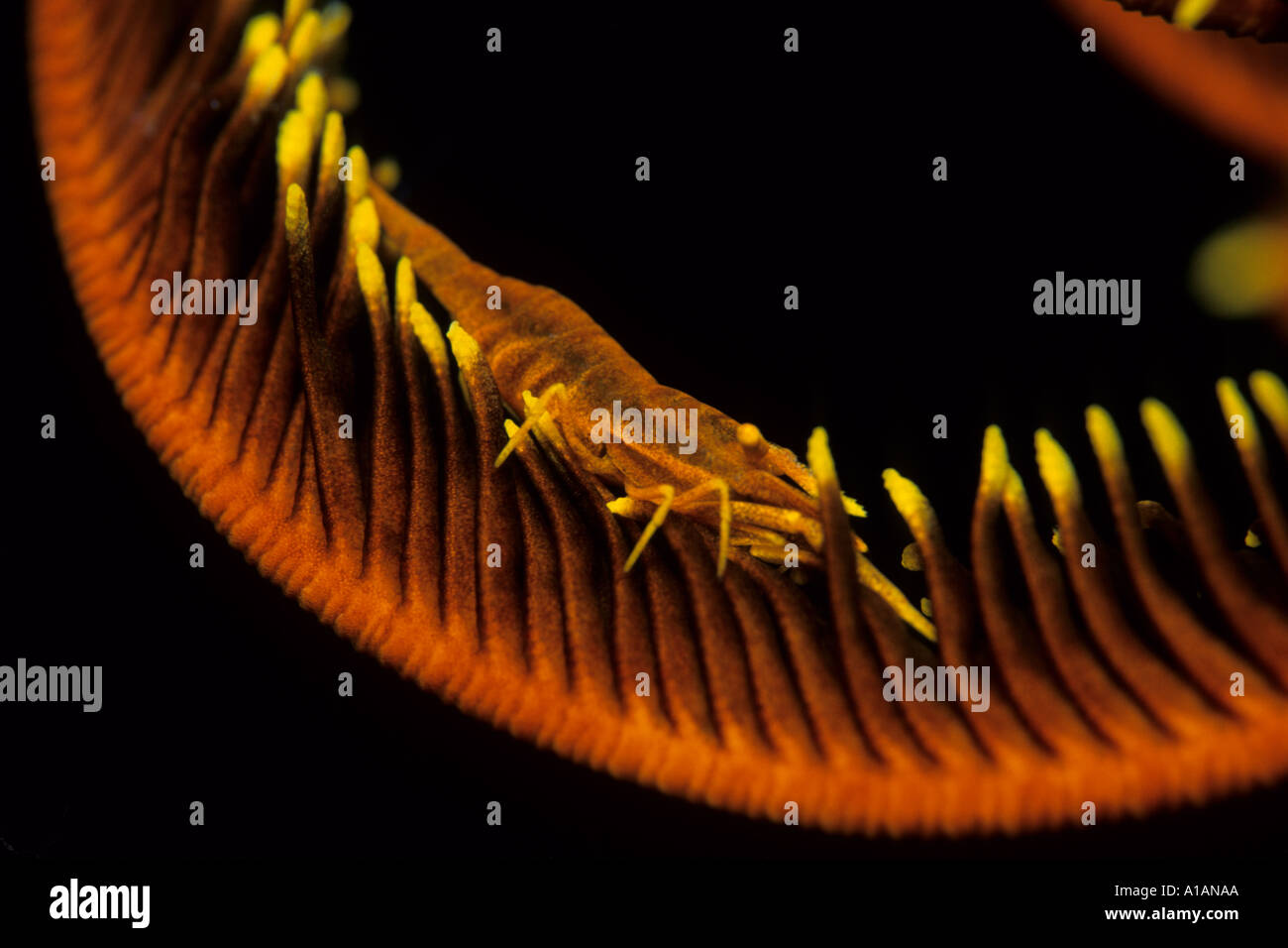 Crinoid shrimp Periclimenes amboinensis in Kimbe Bay Papua New Guinea ...