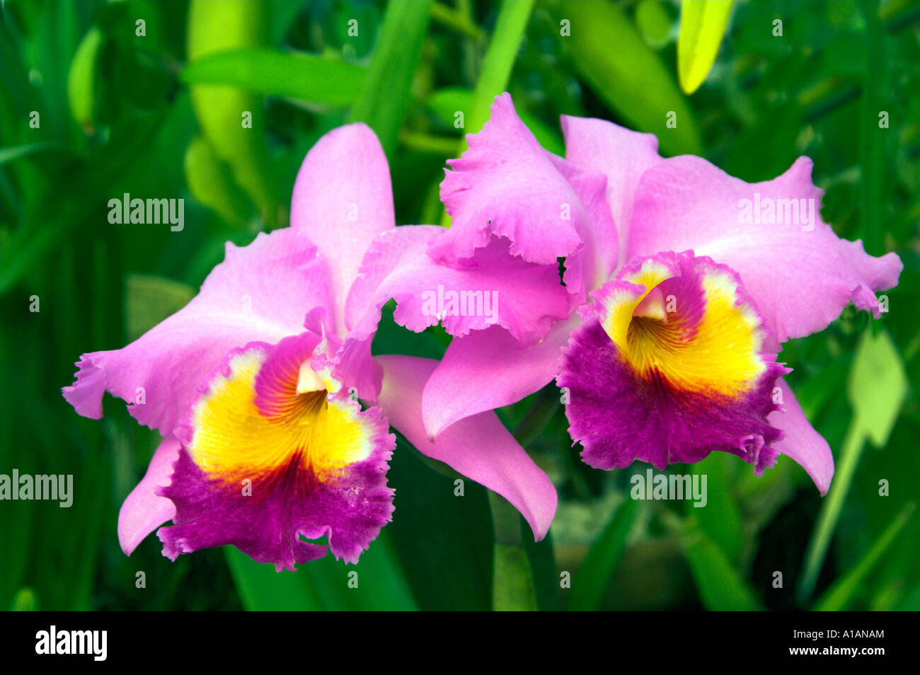 Closeups of orchid flowers at the Botanical Gardens in Rio De Janeiro ...
