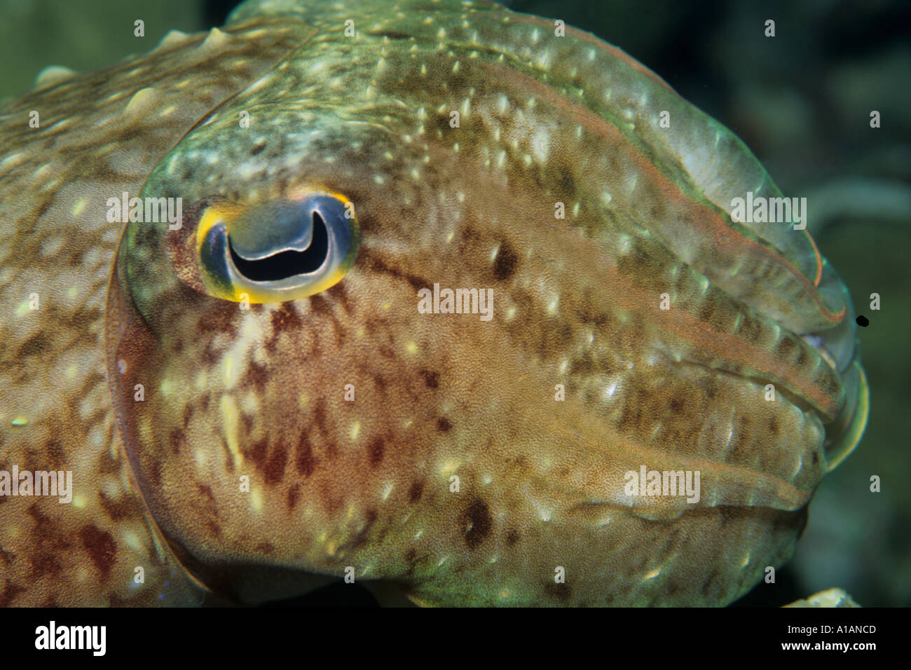 Reef cuttlefish Sepia sp in Kimbe Bay New Britian Papua New Guinea ...