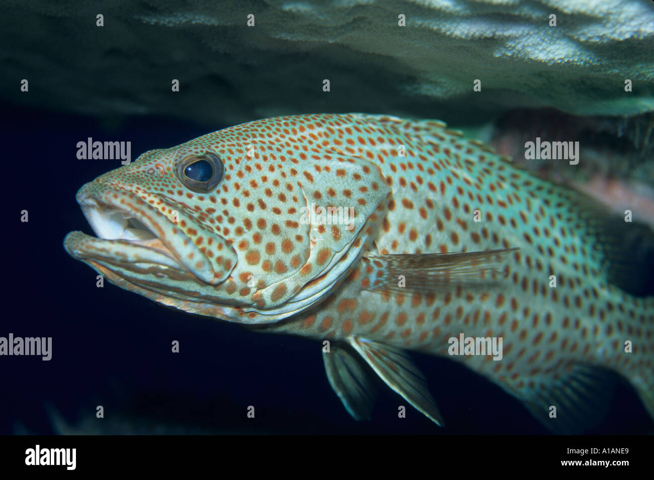 White lined Grouper Anyperodon leucogrammicus in Kimbe Bay New Britian ...