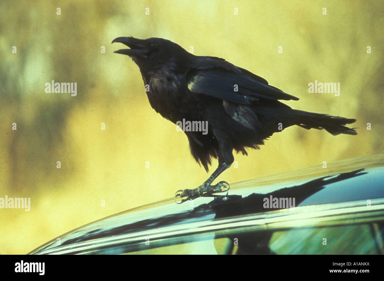 Damien Omen II Year 1978 Director Don Taylor Stock Photo - Alamy