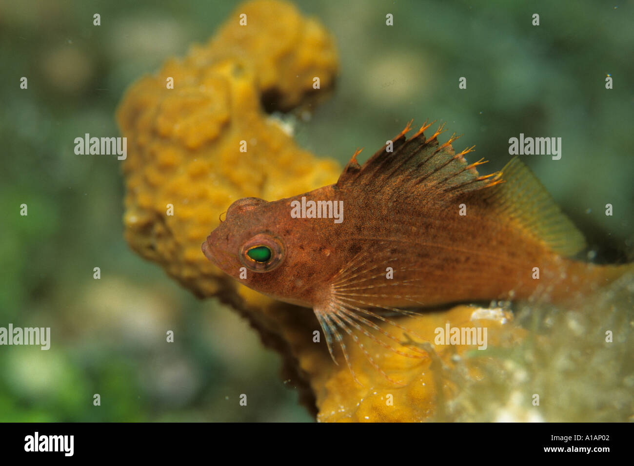Swallowtail hawkfish Cyprinocirrhites polyactis in Kimbe Bay New ...