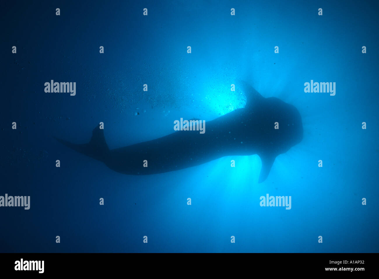 Overhead whale shark hi-res stock photography and images - Alamy