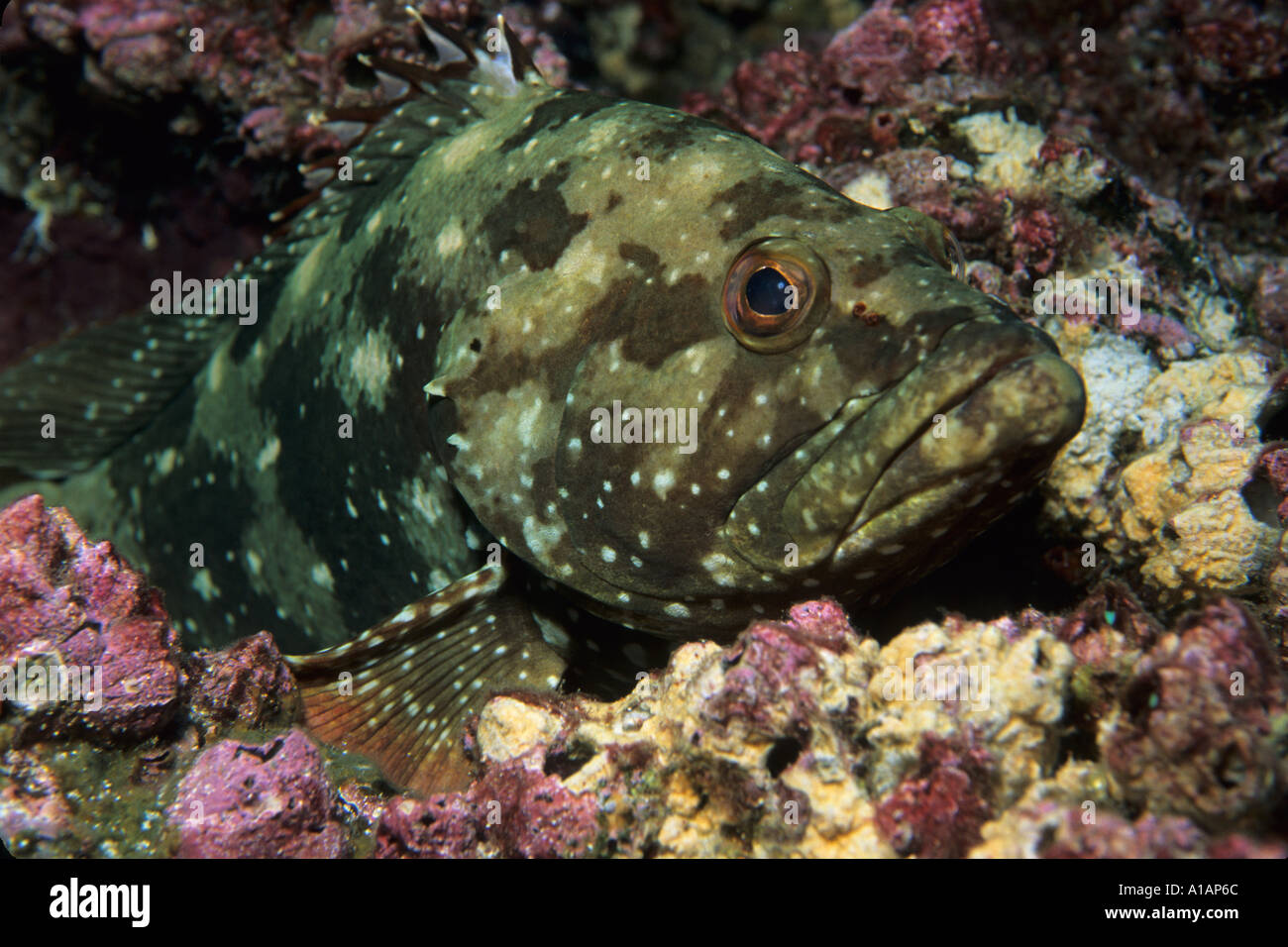 Flag cabrilla epinephelus labriformis galapagos hi-res stock ...