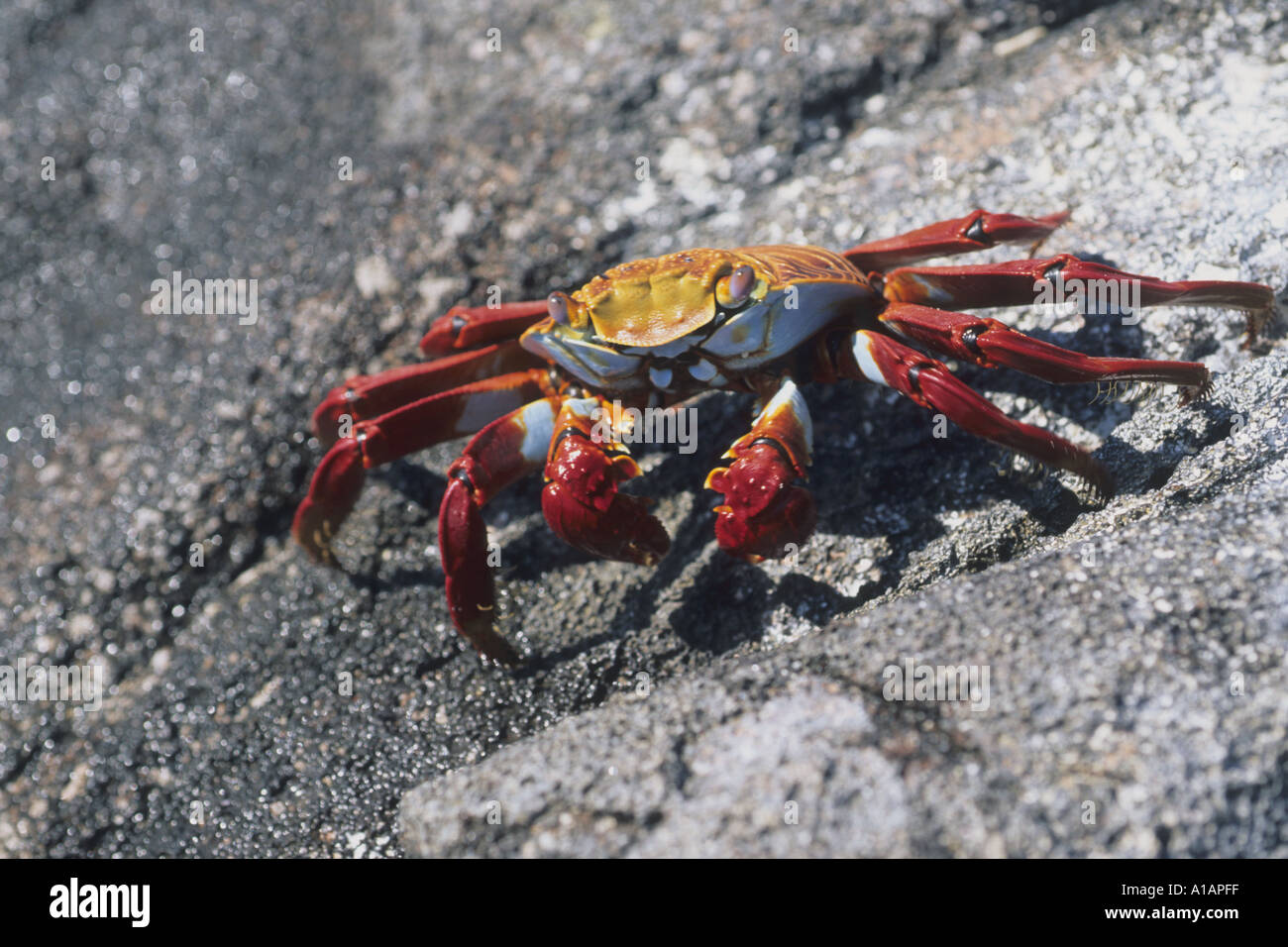 Sally light foot crab hi-res stock photography and images - Alamy