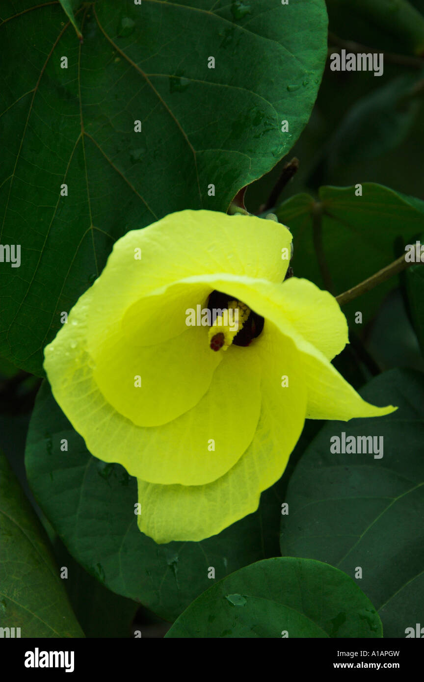 Flower of the portia tree hi-res stock photography and images - Alamy