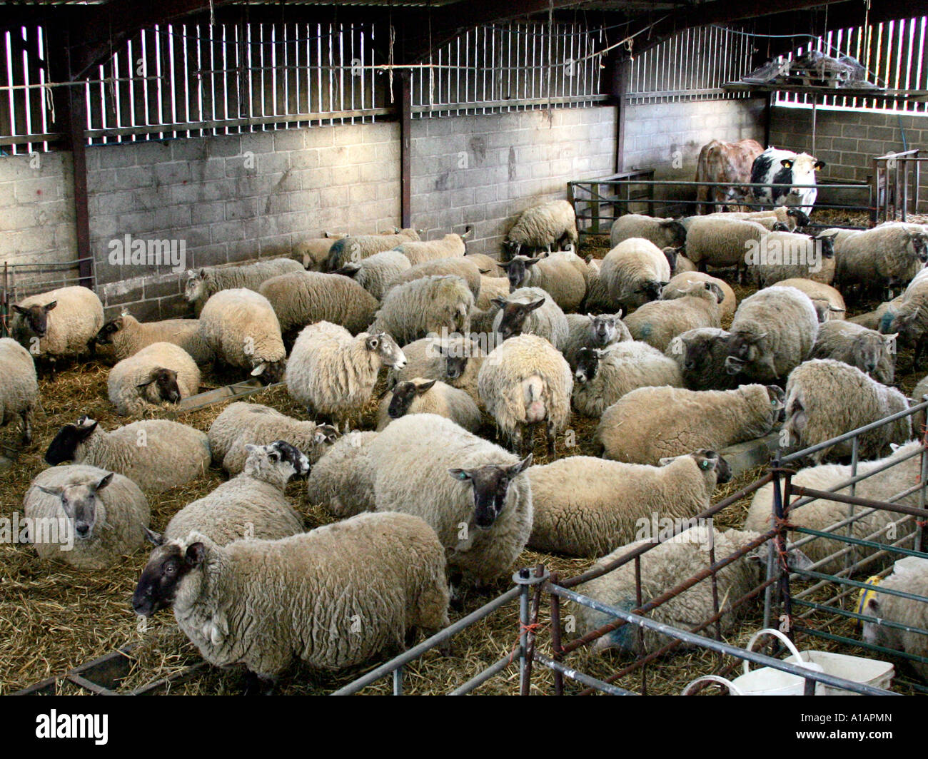 Sheep in a barn ready to give birth Stock Photo - Alamy