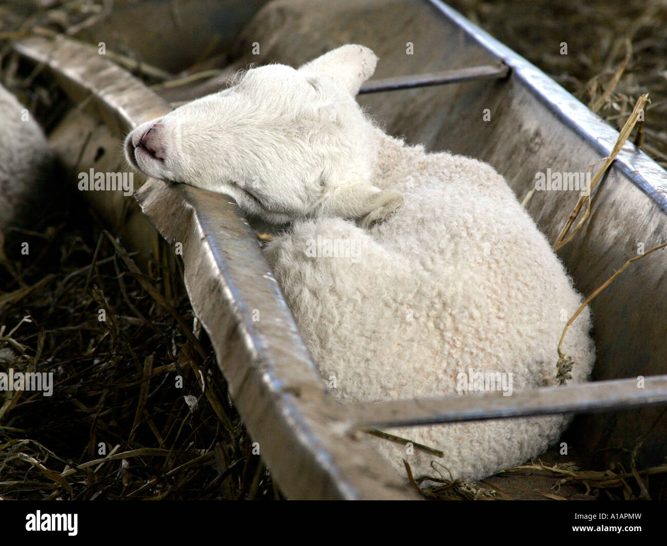 A small lamb asleep in a drinking trough on a farm Stock Photo - Alamy