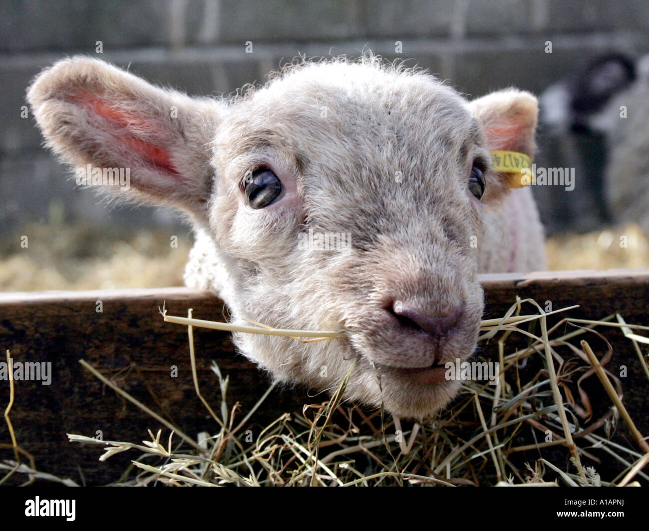 The head of a small lamb Stock Photo - Alamy