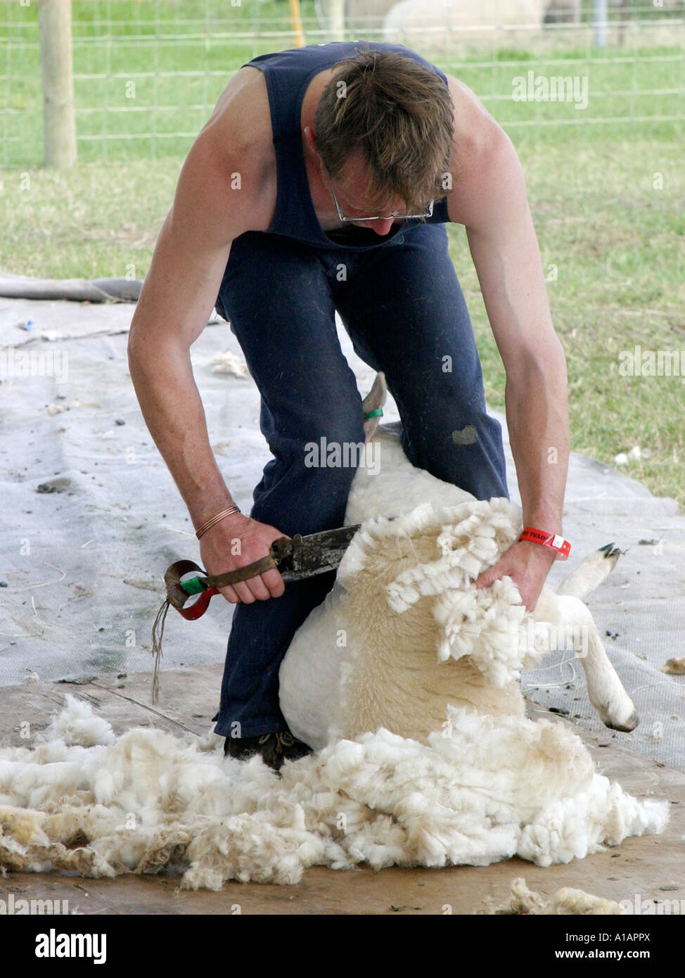 Hand shearing hi-res stock photography and images - Alamy