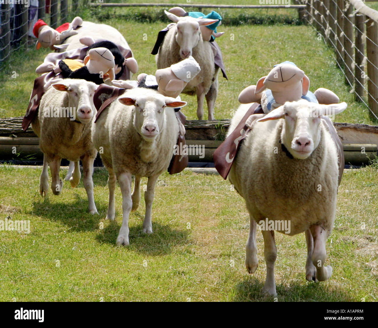 Sheep race hi-res stock photography and images - Alamy