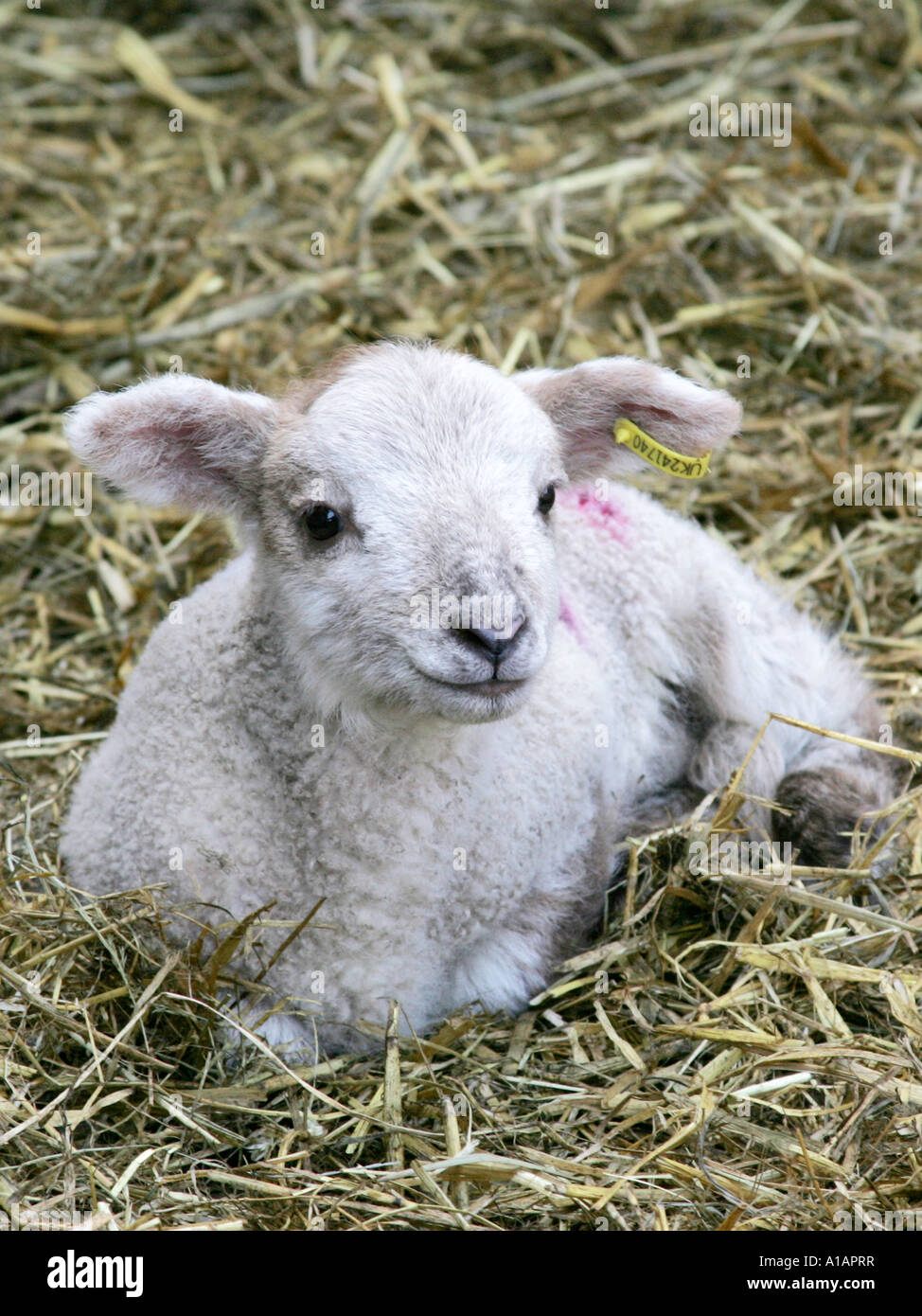 A small little lamb sitting in the hay Stock Photo - Alamy