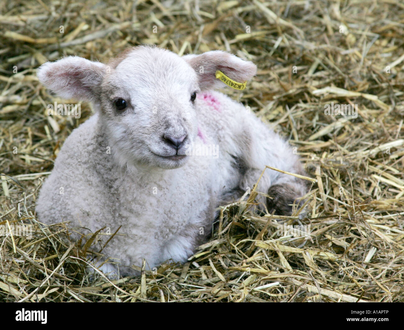 Tiny barn hi-res stock photography and images - Alamy