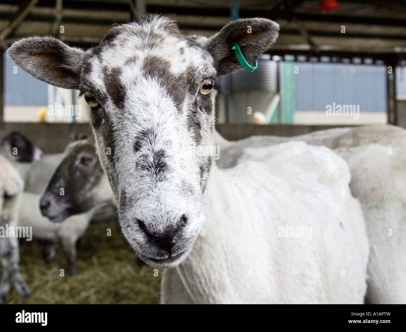 A young Scottish greyface sheep Stock Photo - Alamy
