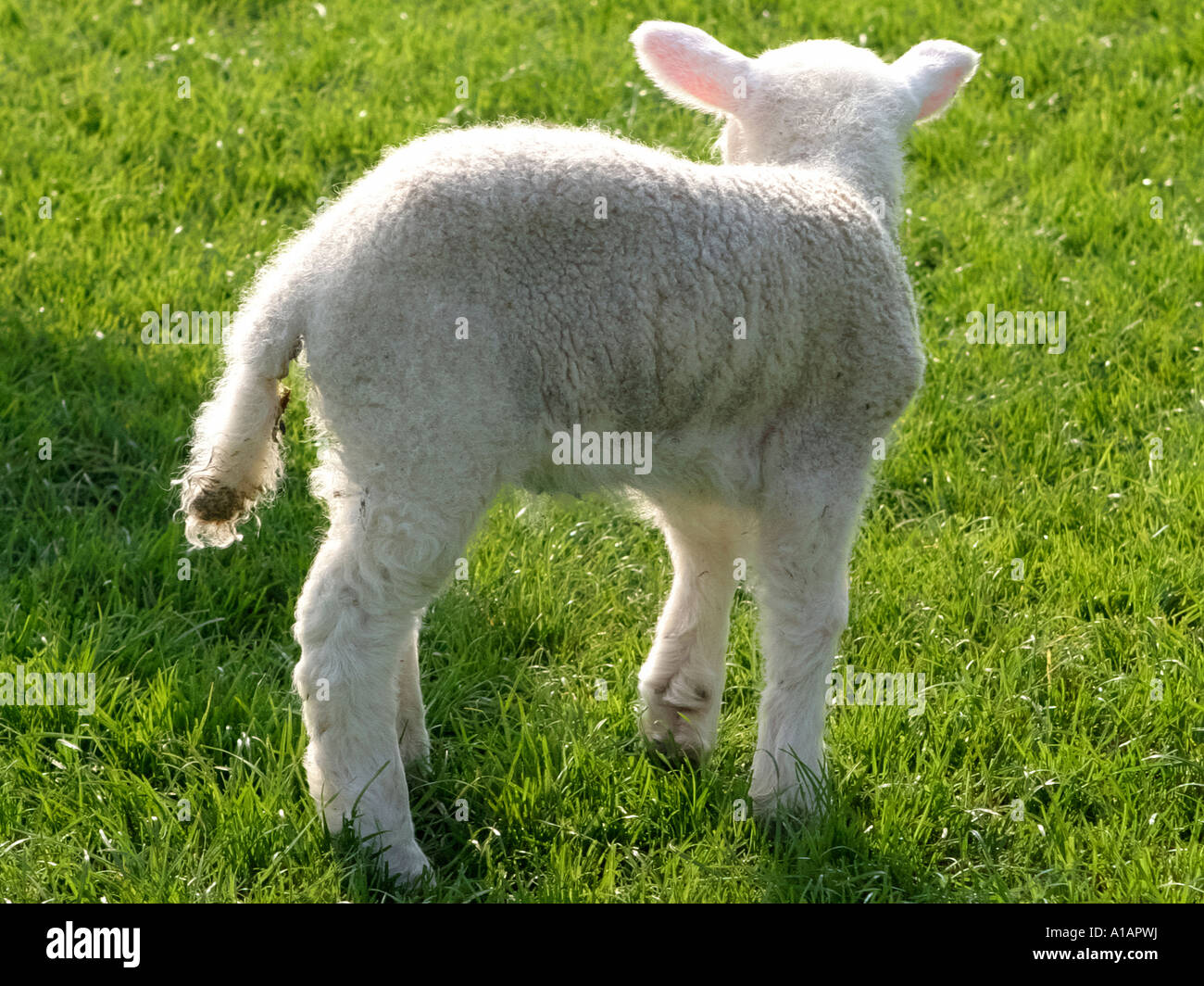 A little lamb alone in a field Stock Photo - Alamy