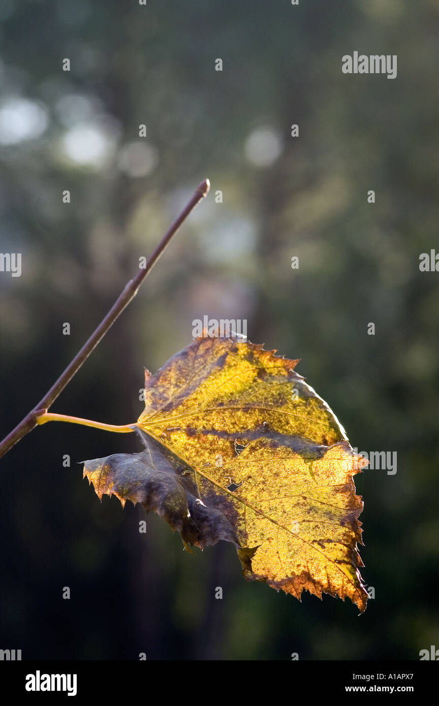 Dying leaf hi-res stock photography and images - Alamy