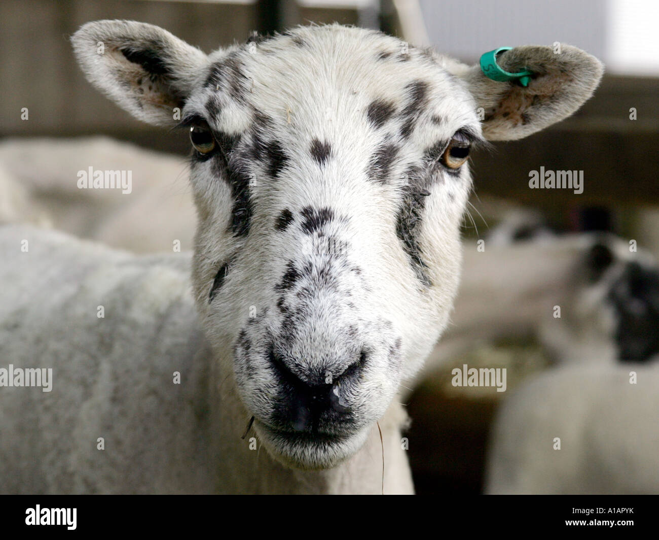 Scottish greyface hi-res stock photography and images - Alamy