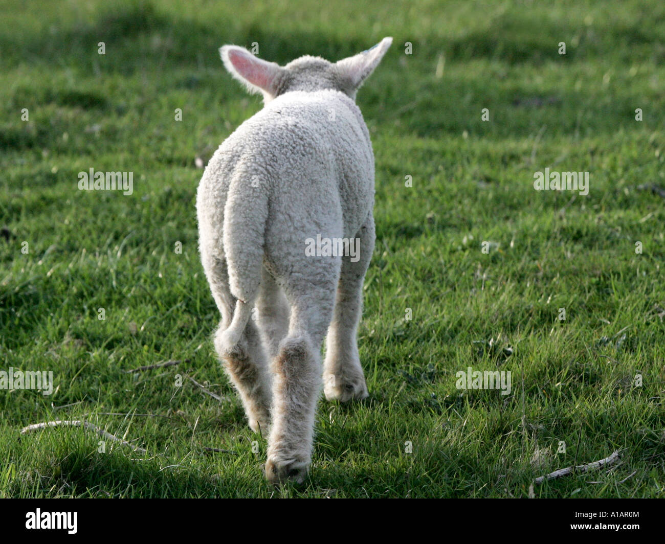 A rear view of a little lamb alone in a field Stock Photo - Alamy
