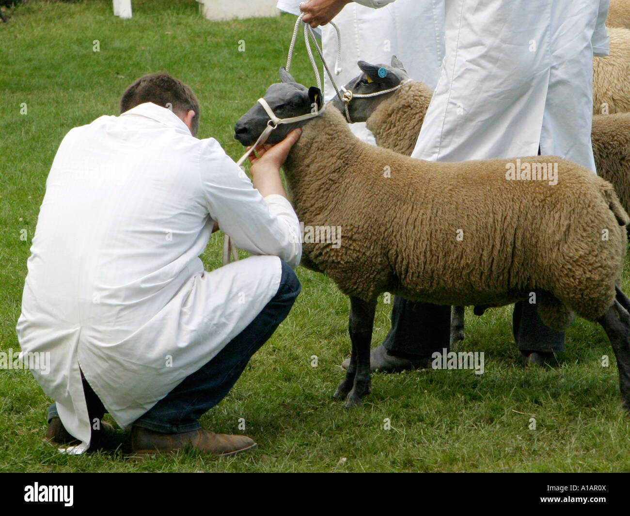Show sheep judging ring being judged hi-res stock photography and ...