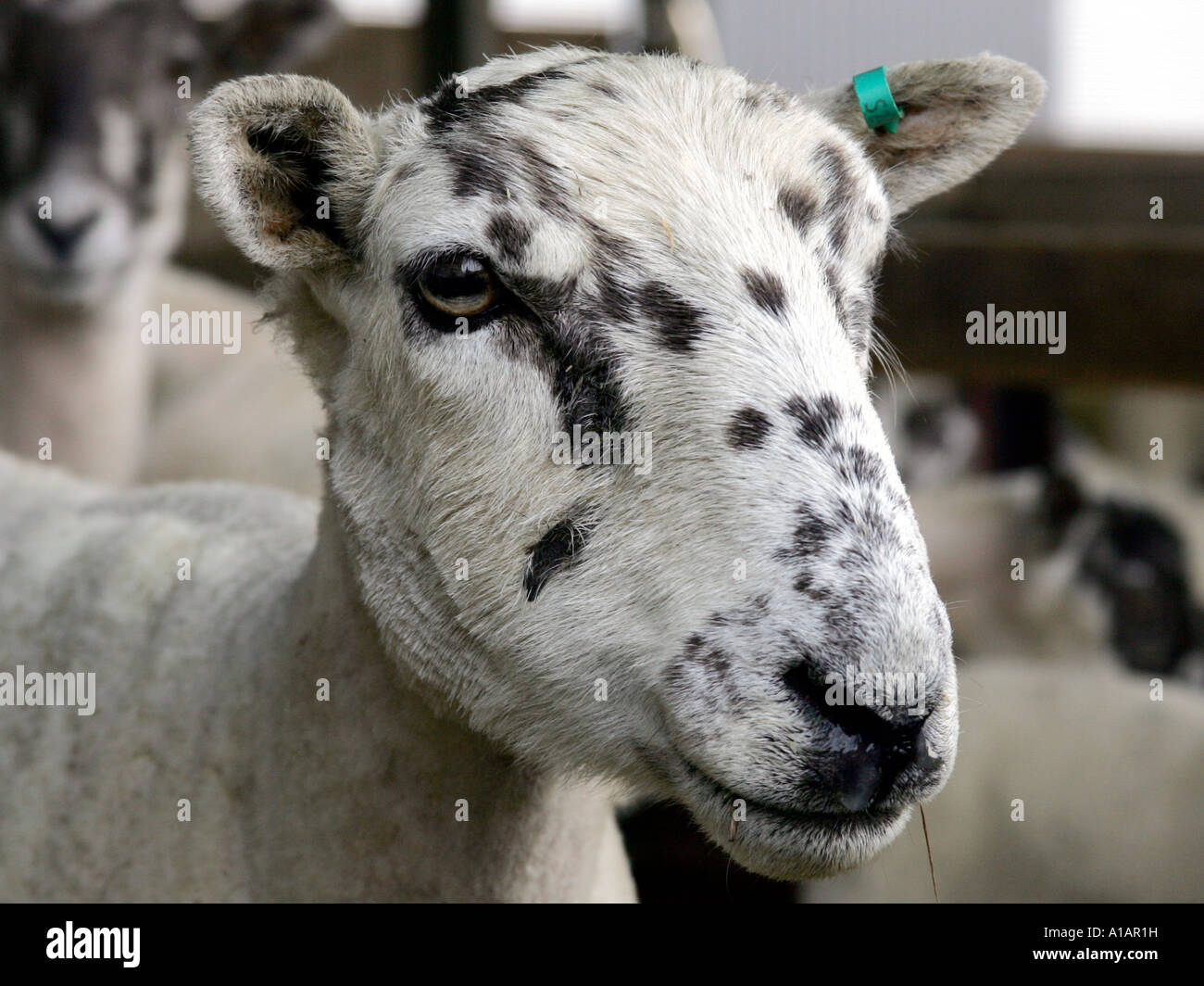 A young Scottish greyface sheep Stock Photo - Alamy